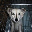 Animal Rescue Korea | Adopt - Foster - Volunteer - Get Involved