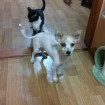 Animal Rescue Korea | Adopt - Foster - Volunteer - Get Involved