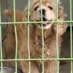 Animal Rescue Korea | Adopt - Foster - Volunteer - Get Involved