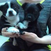 Animal Rescue Korea | Adopt - Foster - Volunteer - Get Involved