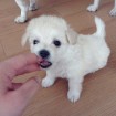 Animal Rescue Korea | Adopt - Foster - Volunteer - Get Involved