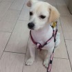 Animal Rescue Korea | Adopt - Foster - Volunteer - Get Involved