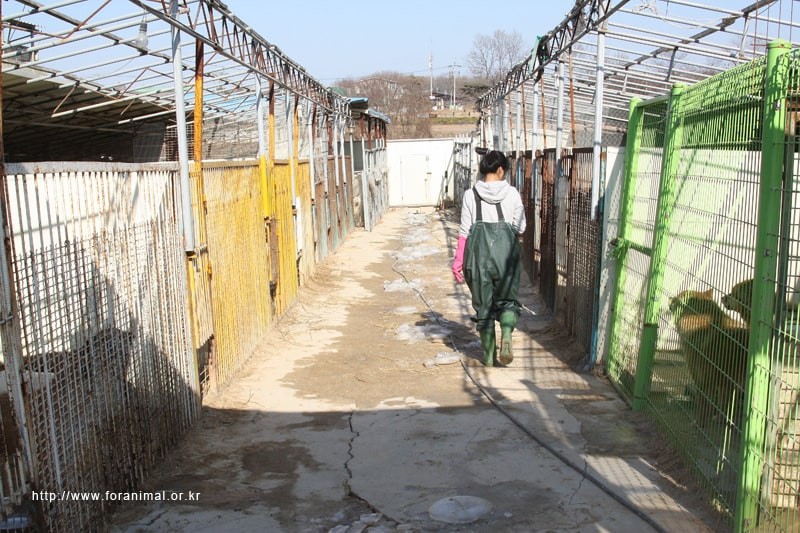 Korean Alliance for Prevention of Cruelty to Animals (KAPCA) | ARK ...