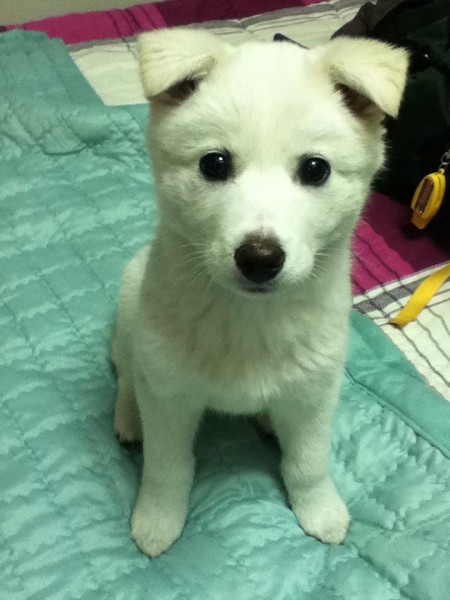 Jindo Puppy we call "Luna" | Adopt a dog in Seogwipo - 서귀포
