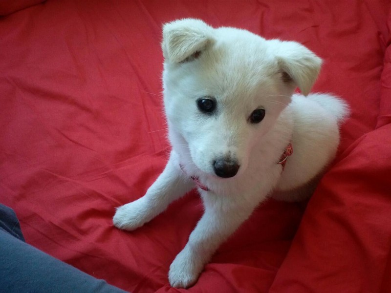 Jindo Puppy we call "Luna" | Adopt a dog in Seogwipo - 서귀포