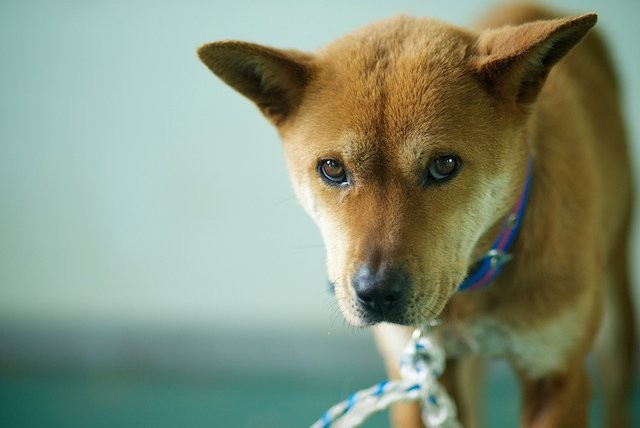 Jeju dog - Alchetron, The Free Social Encyclopedia